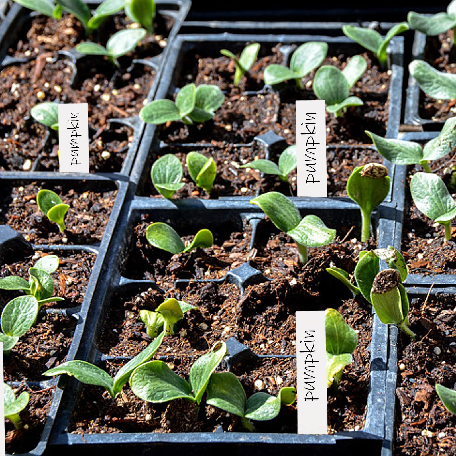 Plant Name Tags Name Tags Name Tag Plant Labels 4 Inch 300Pcs Plastic ...