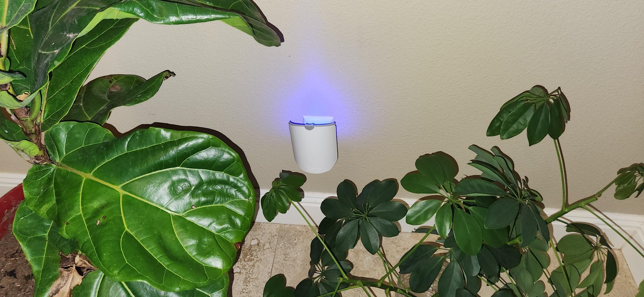 Amazon.com : 4 Pack Flying Insect Trap Refill Kit, Fly Trap Refill ...