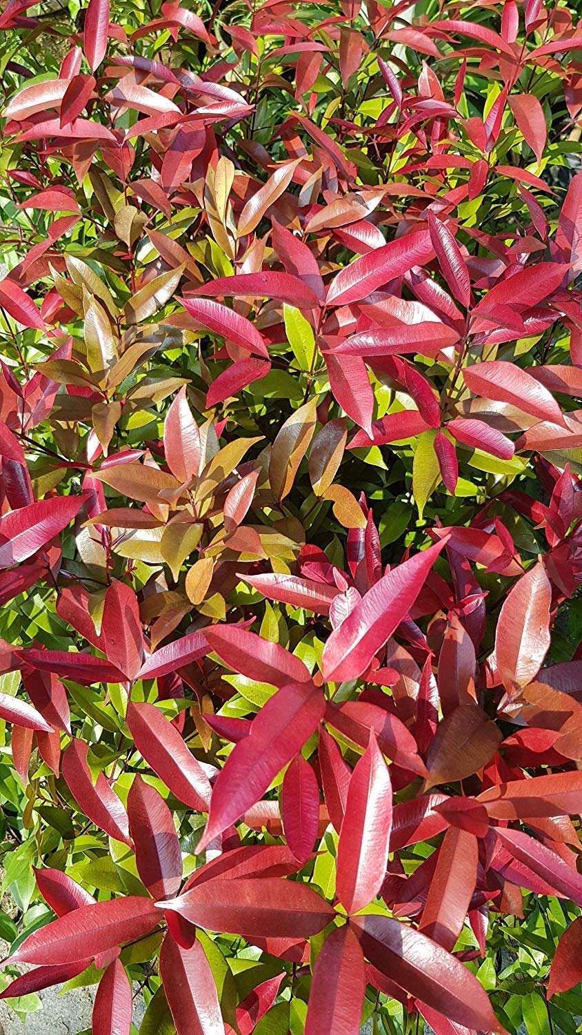 Buy Earth Angels Rare Beautifull Christina tree (Syzygium Campanulatum ...