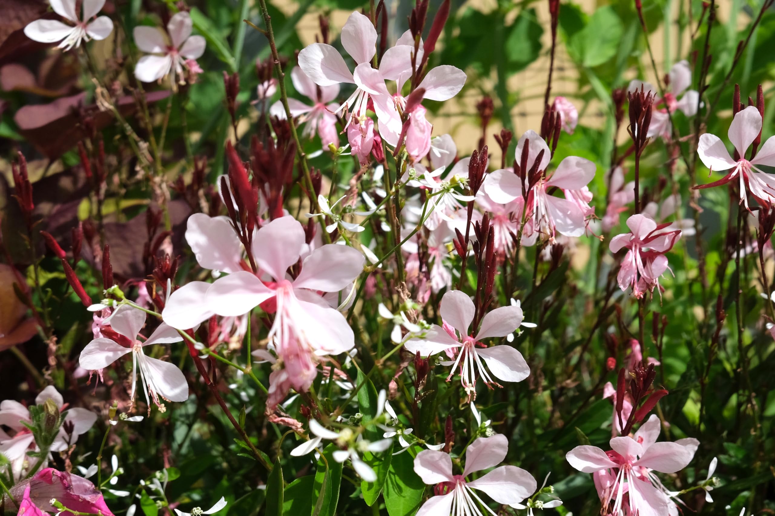 Pink Bush Perennial Flowers Utah Hedysarum Boreale (Utah Sweetvetch)