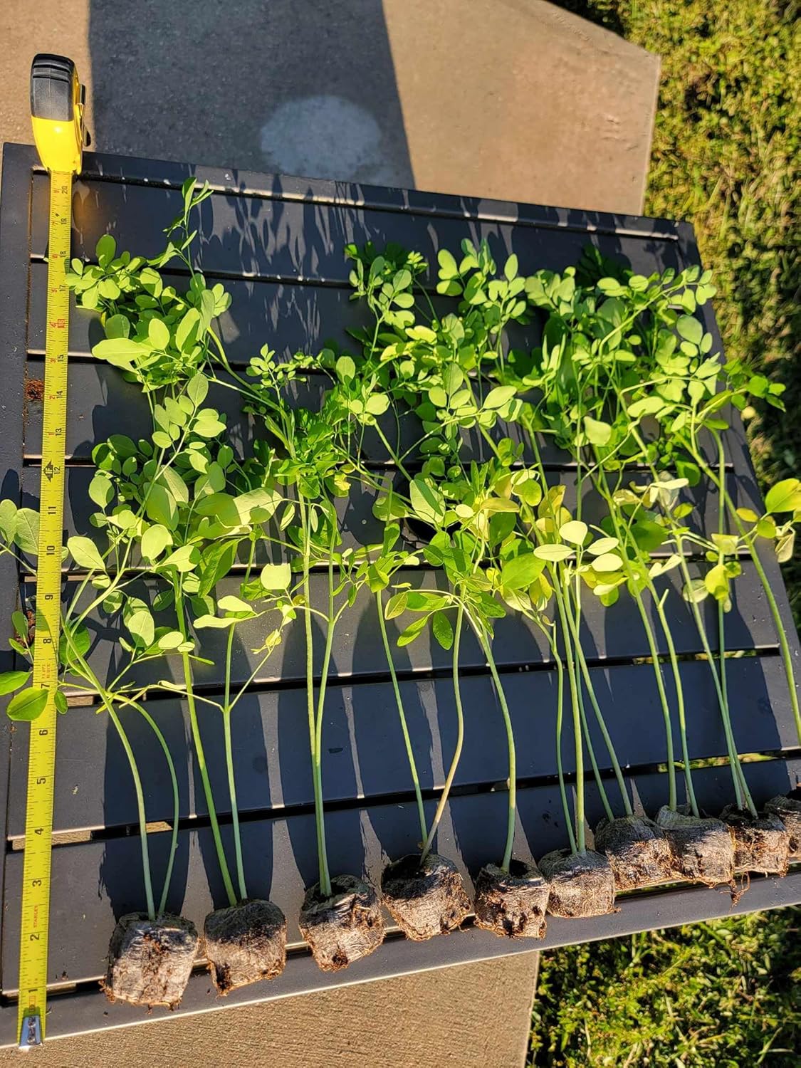 Amazon.com : Moringa Plants 2 Live Moringa Tree Seedlings with Moringa ...