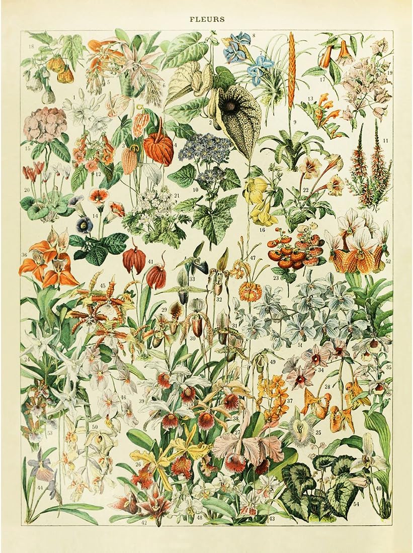Amazon.com: Meishe Art Vintage Poster Print Floral Flowers Botanical ...