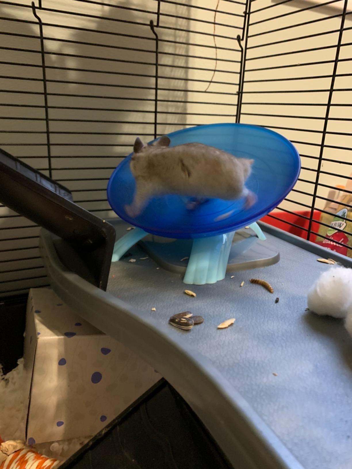 Amazon.com : POPETPOP Hamster Flying Saucer Exercise Wheel, Blue ...