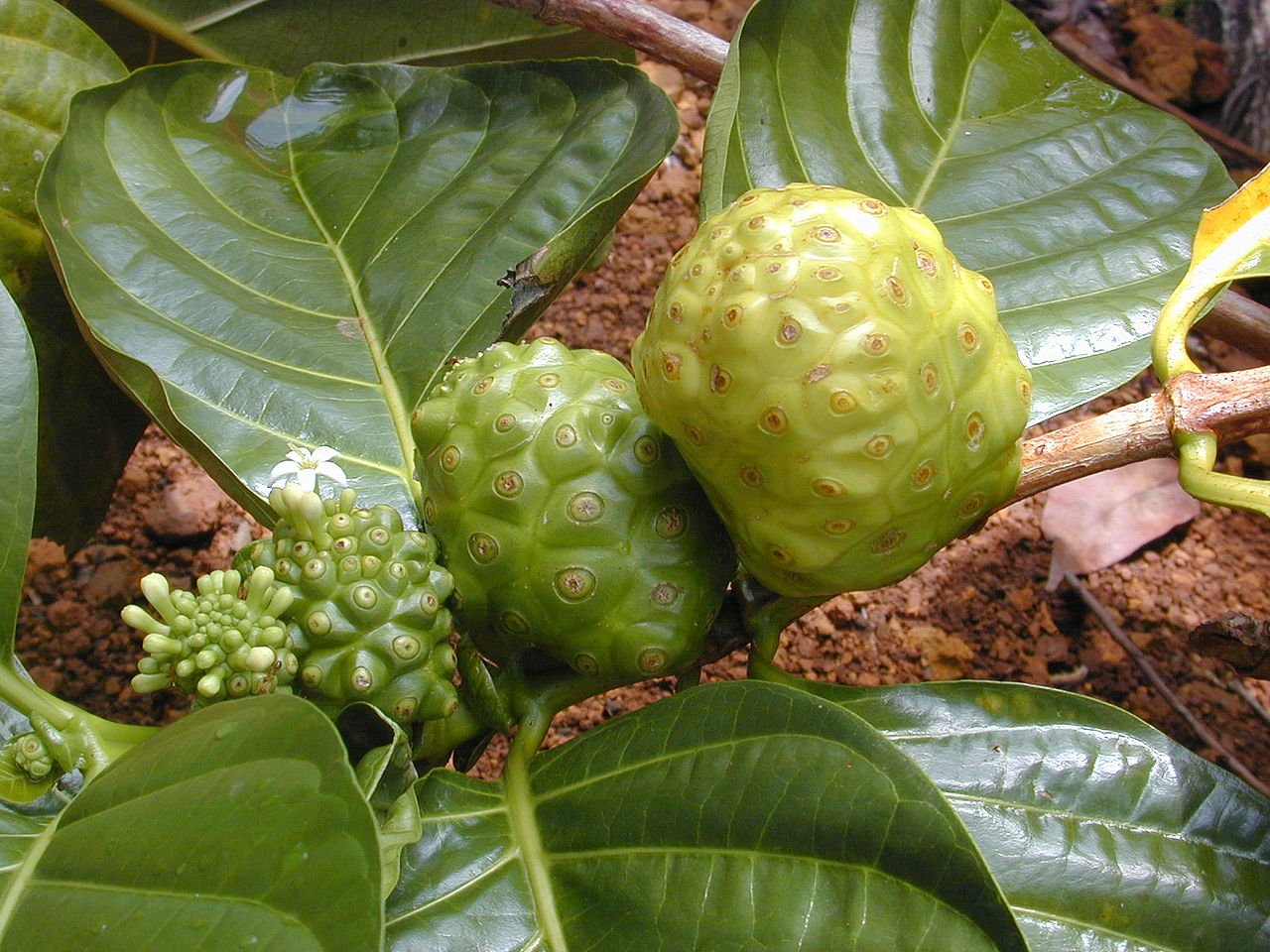 M Tech Gardens Morinda Citrifolia Noni Indian Mulberry Cheese Fruit ...