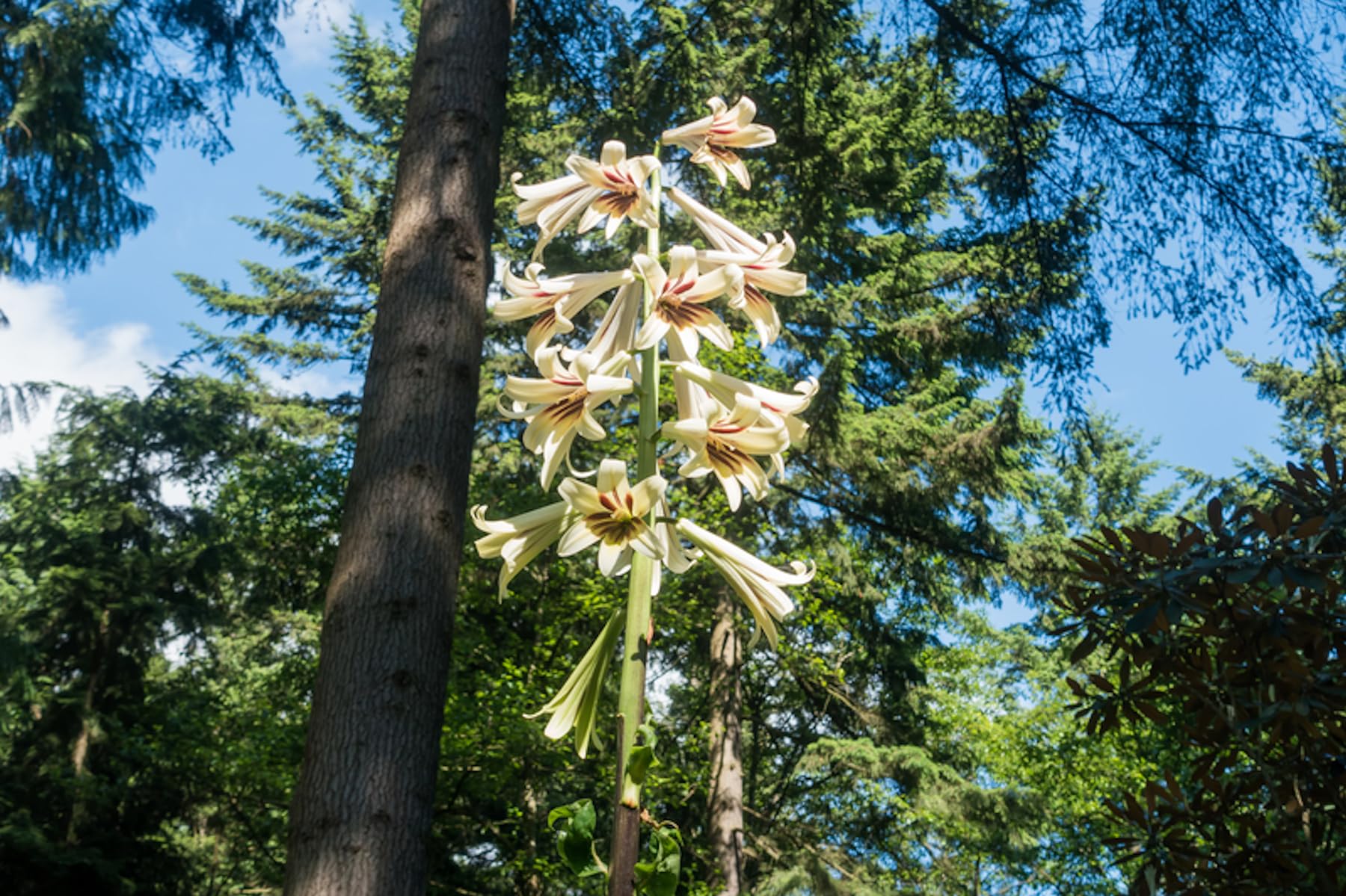 Amazon.com : Lily Seeds-20 Giant Himalayan Lily Largest of All Lilies ...