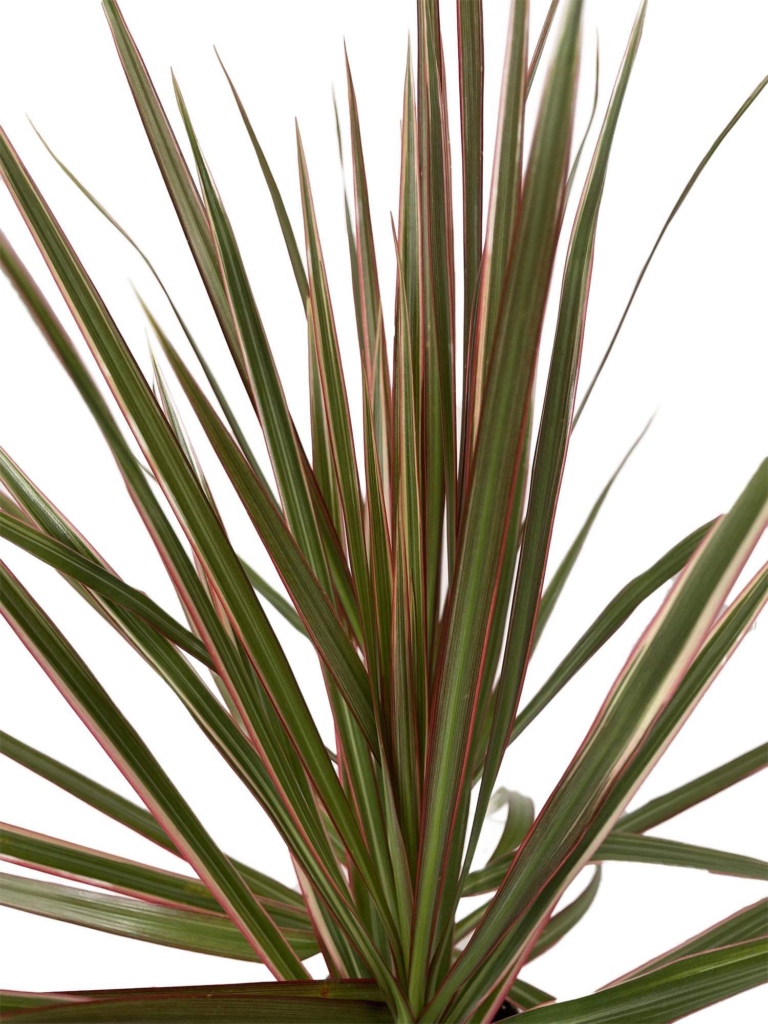 Amazon.com : Bicolor Dragon Tree - Dracaena marginata - 4" Pot - Easy ...