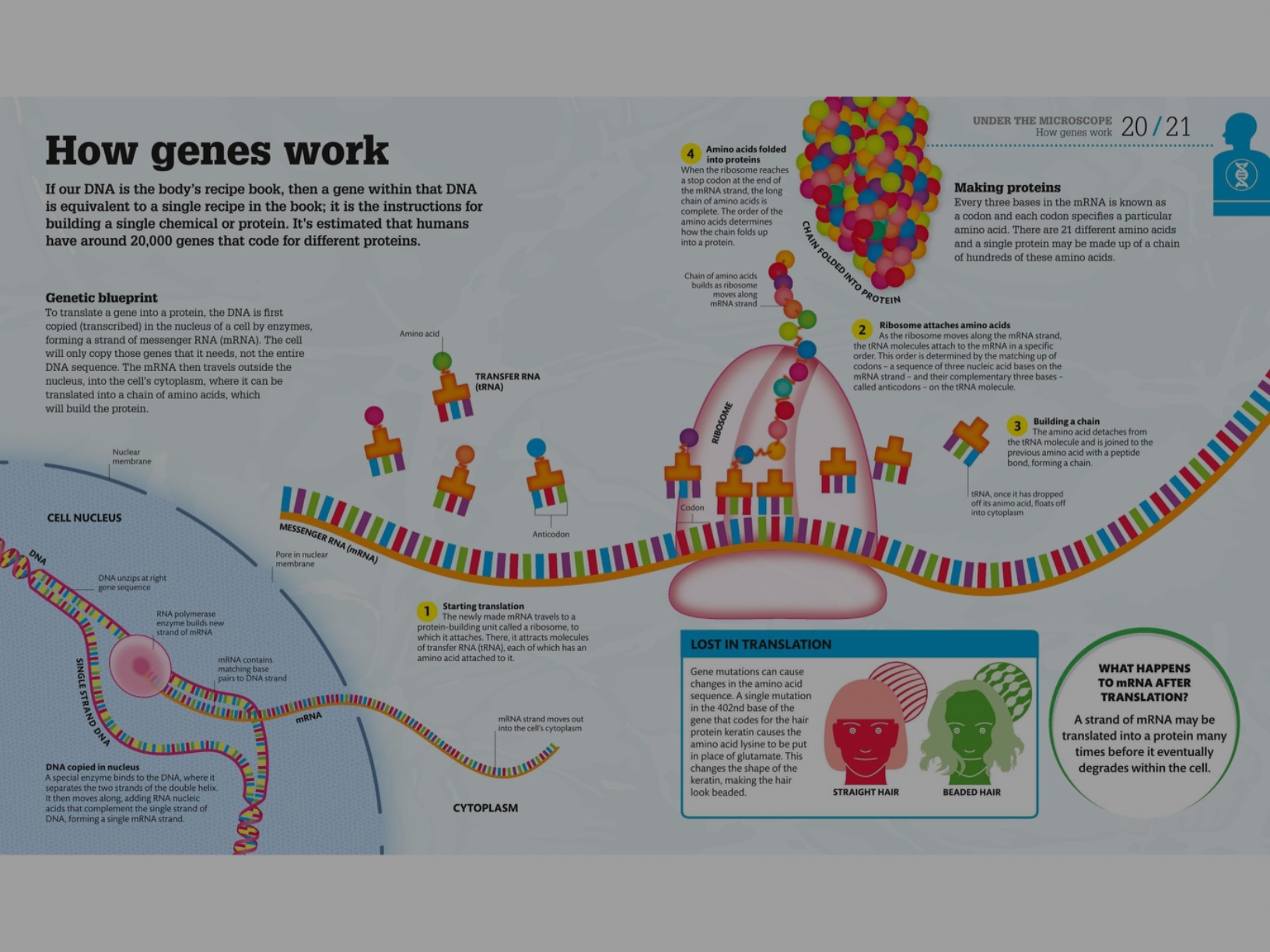 How the Body Works: The Facts Simply Explained (DK How Stuff Works ...