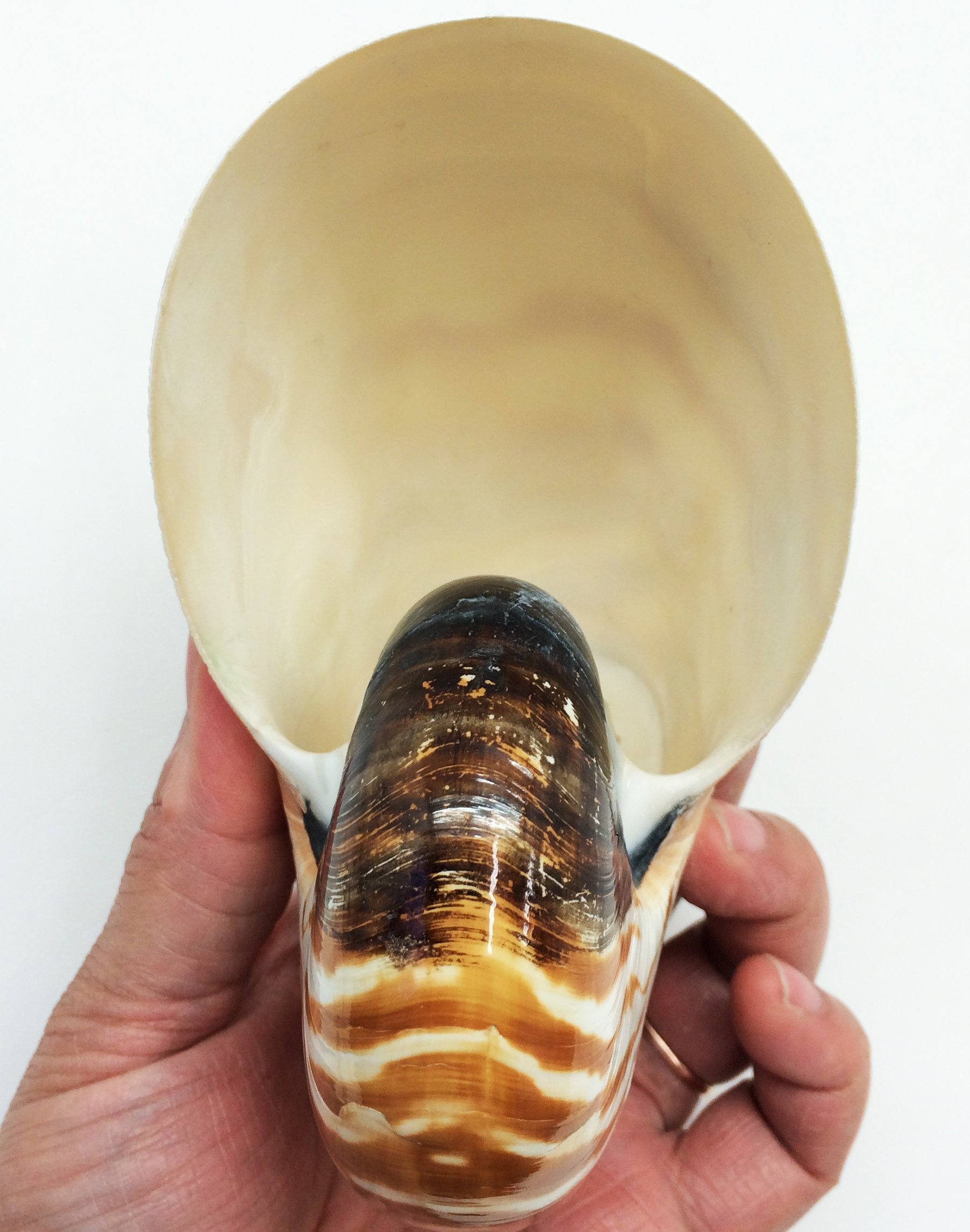 PEPPERLONELY Natural Chambered Nautilus Shells 5 Inch ~ 6 Inch: Buy ...