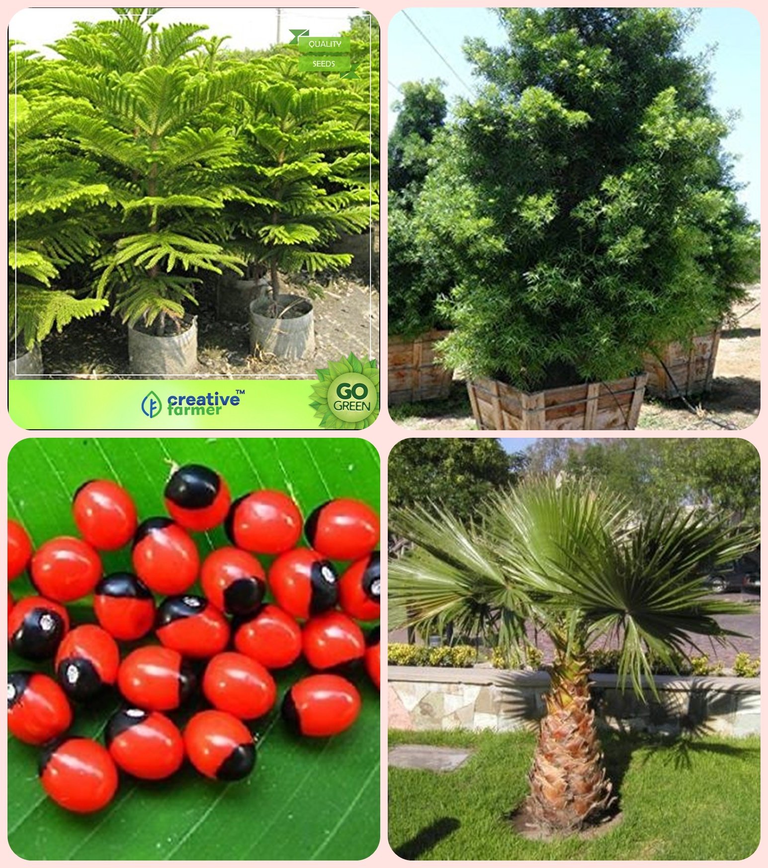 Buy Creative Farmer Combo Tree Hoop Pine ,Podocarpus Gracillior ,Abrus ...