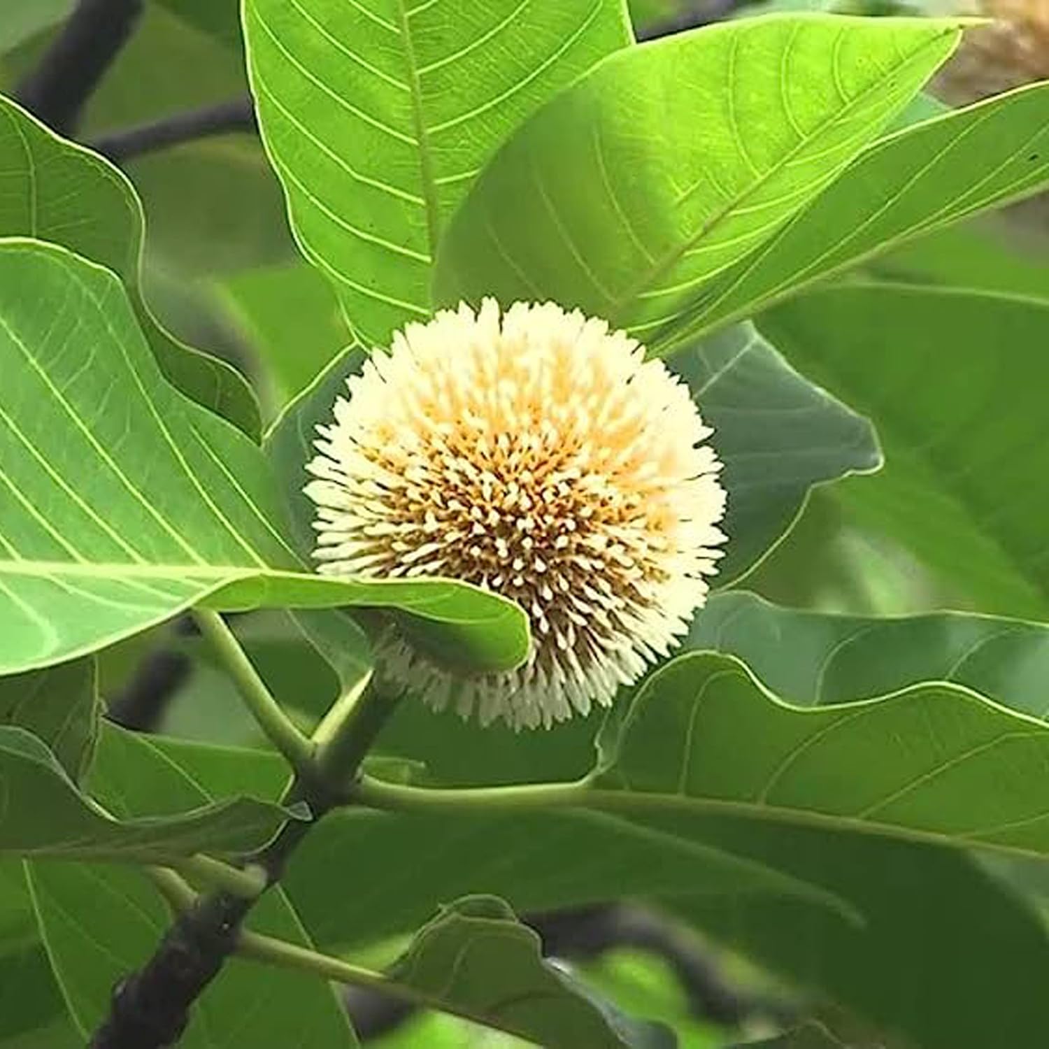 kushplant Kadam Tree, Kadamb Plant with pot pack of 1 : Amazon.in ...