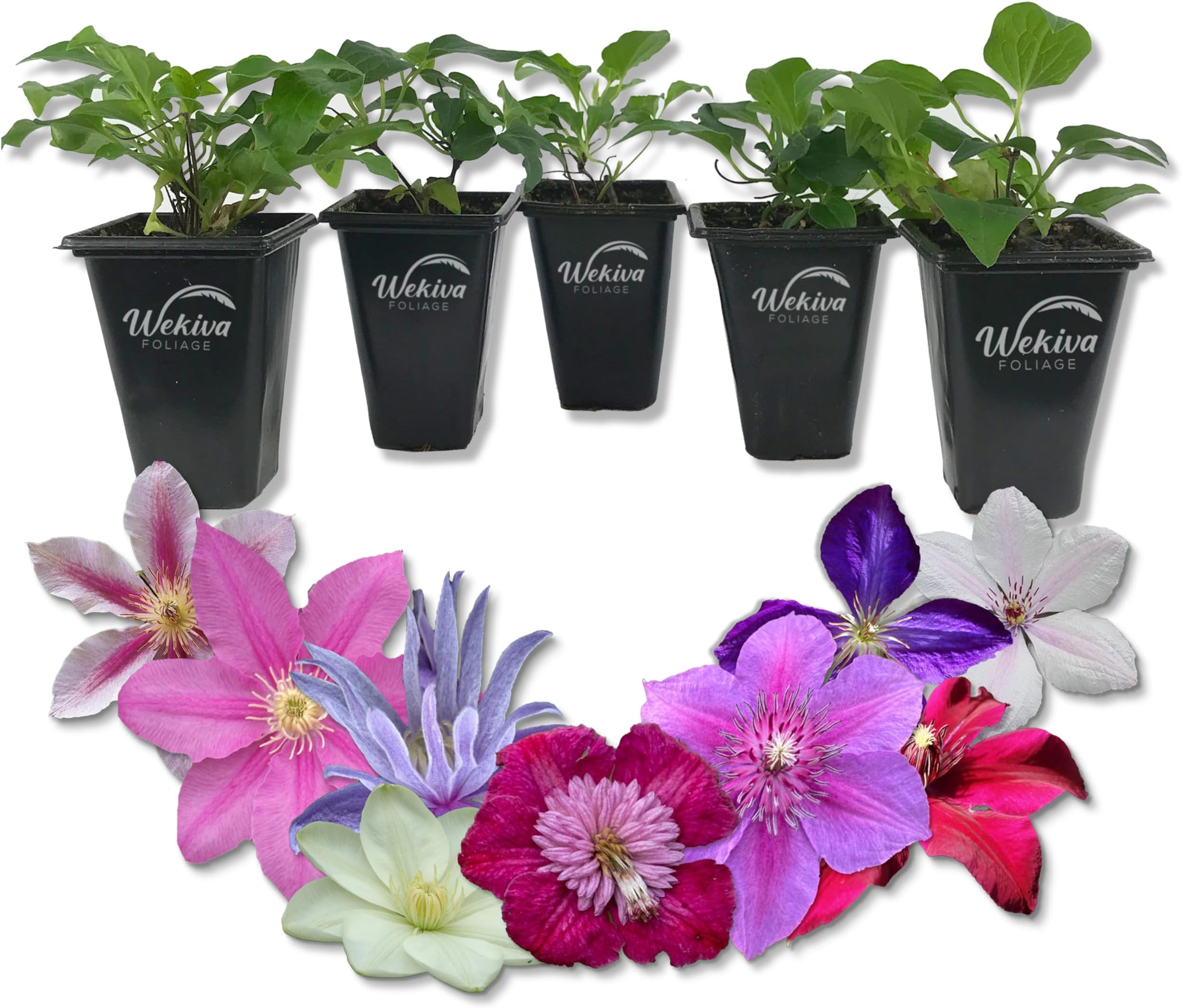 Amazon.com : Clematis ~Mixed Colors~ Wonderful Large Blooms 50 ...