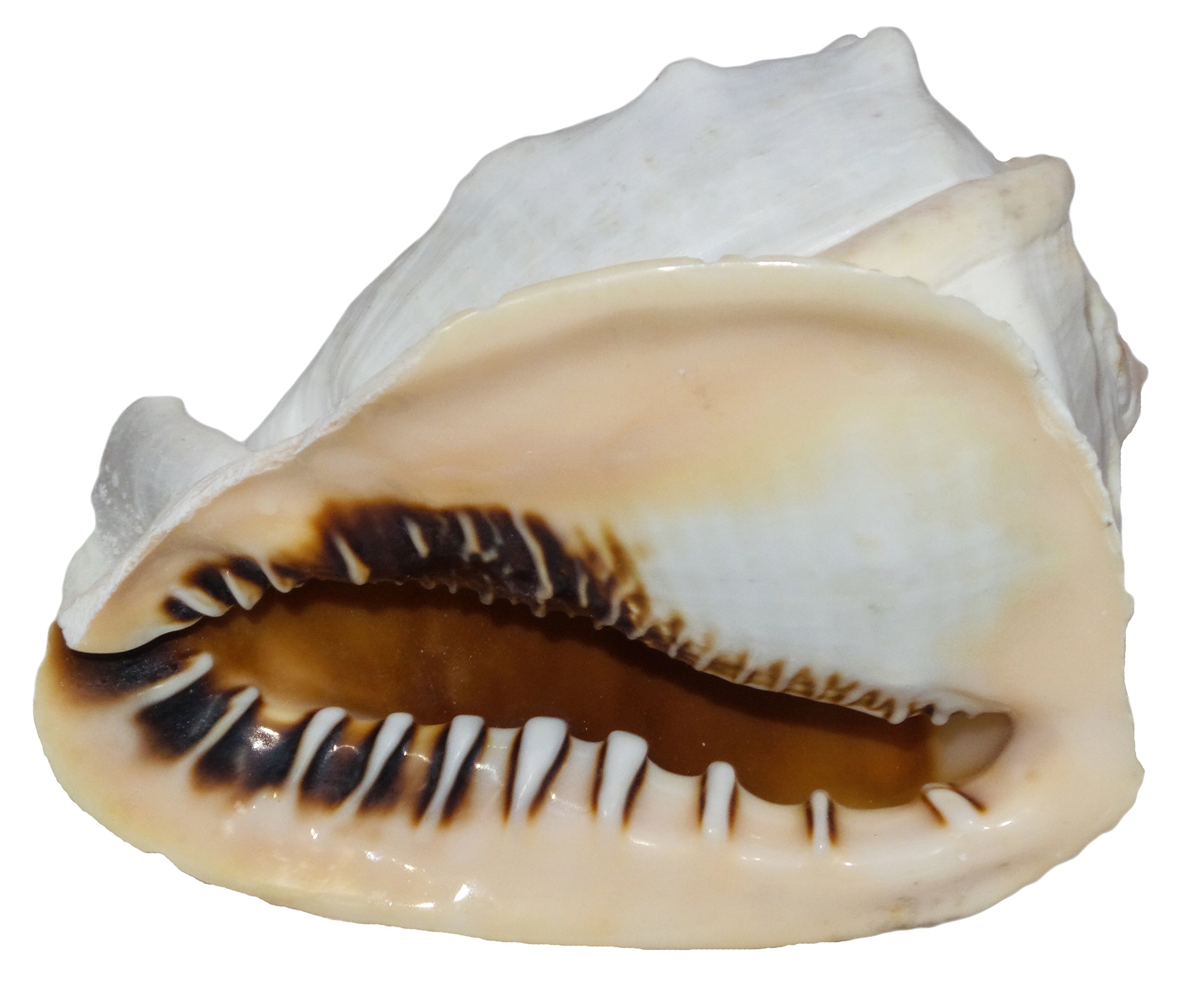 Amazon.com: U.S. Shell, Inc. 05204 Queen Helmet Shells 5 to 6 ...