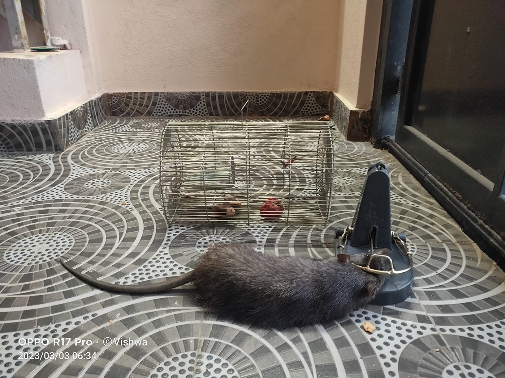 Agricom Black Cat Rat Trap, Mouse Catch, Kill (Grey) : Amazon.in ...