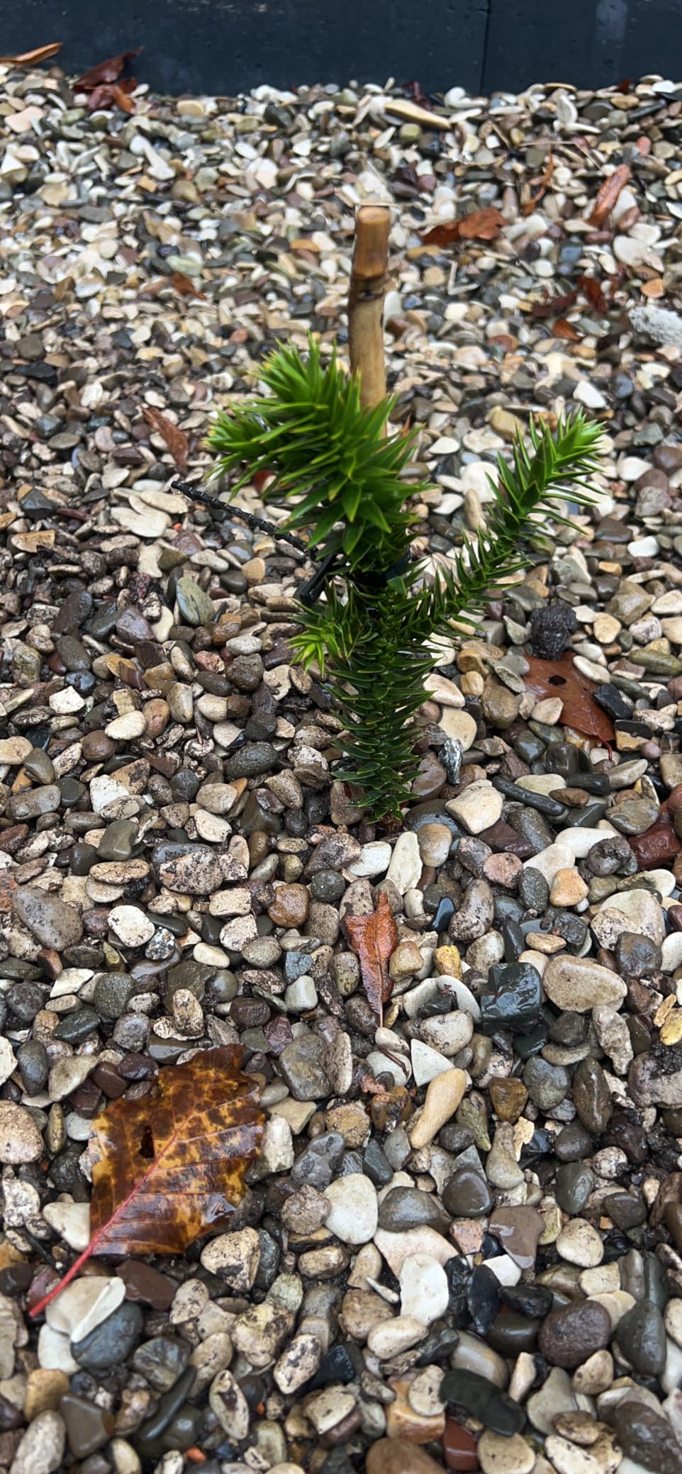 BALDUR Garten Affenschwanz-Baum, 1 Pflanze, Araucaria, Chilenische ...