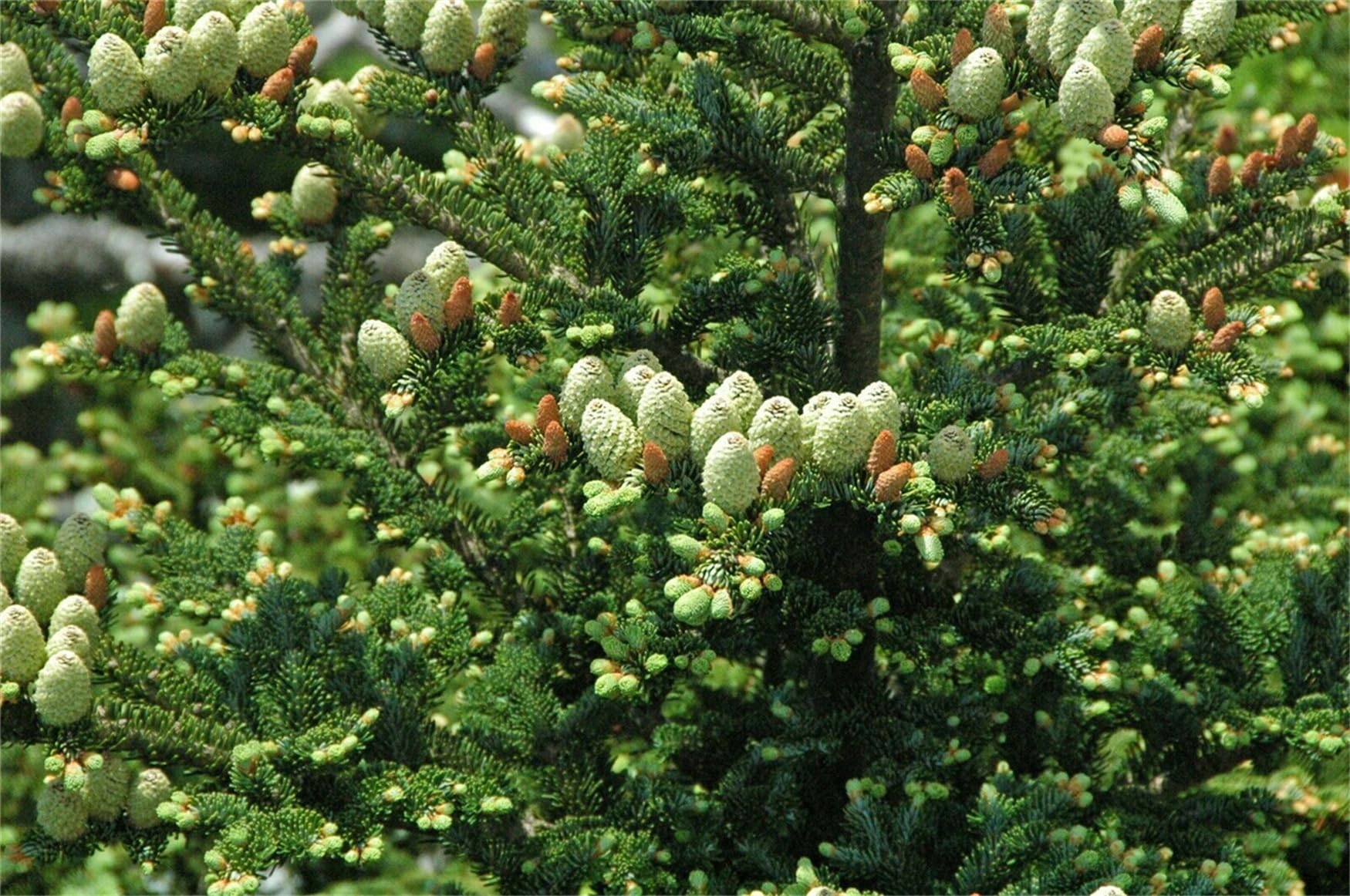 Amazon.com : Rare Plant Tree Seeds 30+ Fraser Fir Seeds (Abies fraseri ...