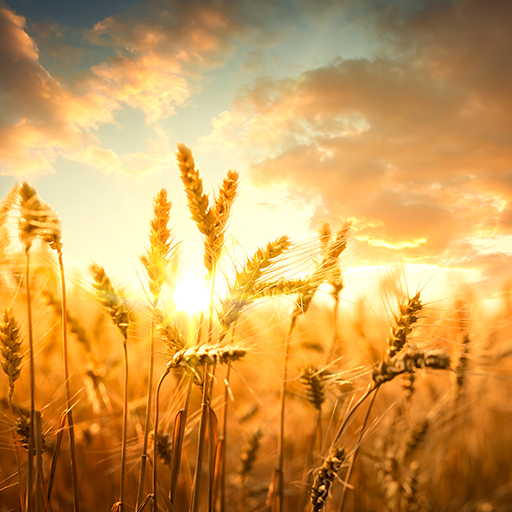 Summer Live Wallpapers - App on Amazon Appstore