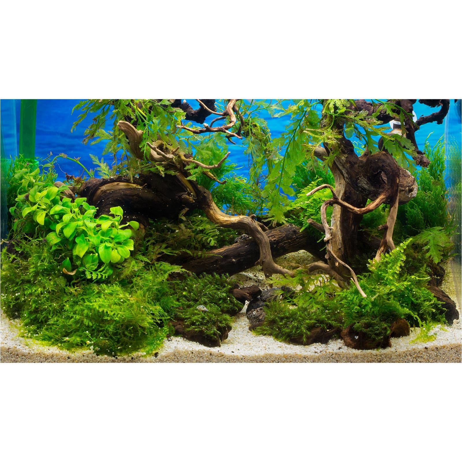 Snapklik.com : Aquarium Background Underwater Cork Aquatic Plants Fish ...