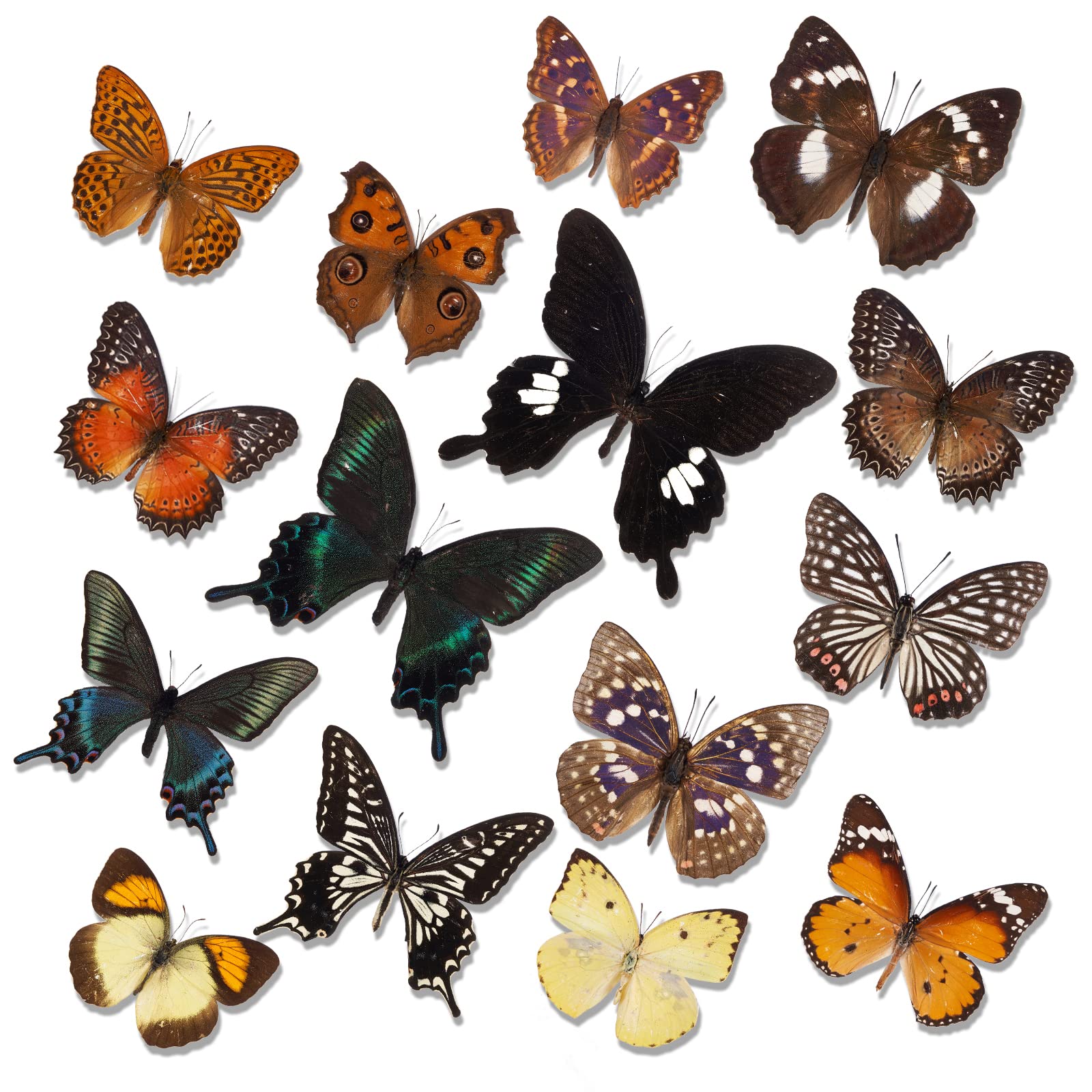 Real Butterfly Pictures