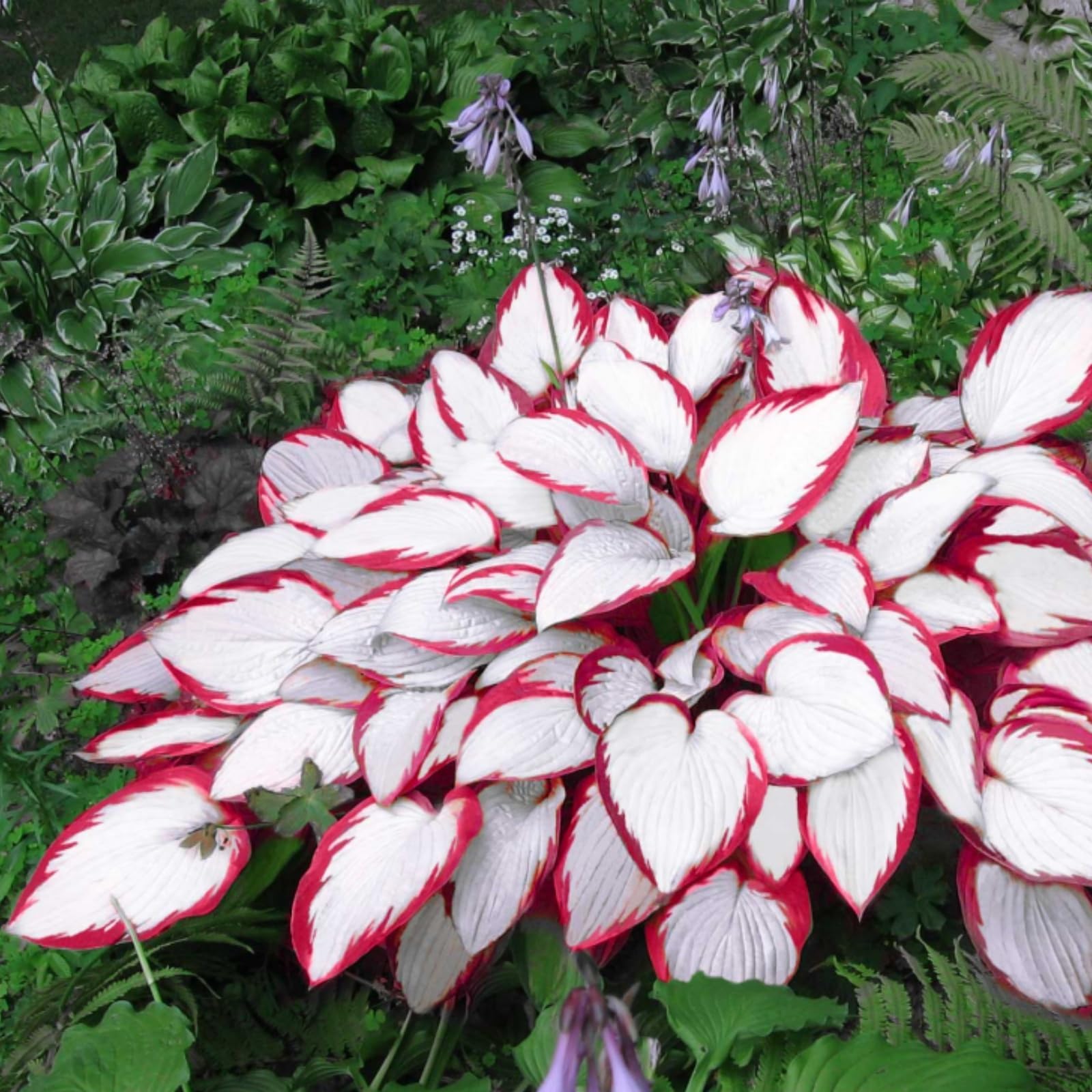 Amazon.com : PLATAGO Hosta Plants Perennial Hosta Seeds Grow Easily ...