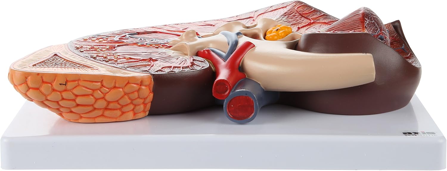 Axis Scientific Human Kidney Model | Anatomical Philippines | Ubuy