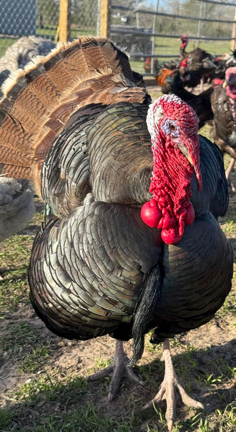 Amazon.com: Turkey Egg 4* : Patio, Lawn & Garden