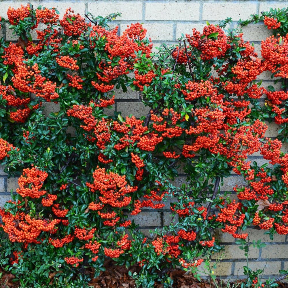 Red Firethorn Hedging Plants 20-40cm Pyracantha Red Column Evergreen ...