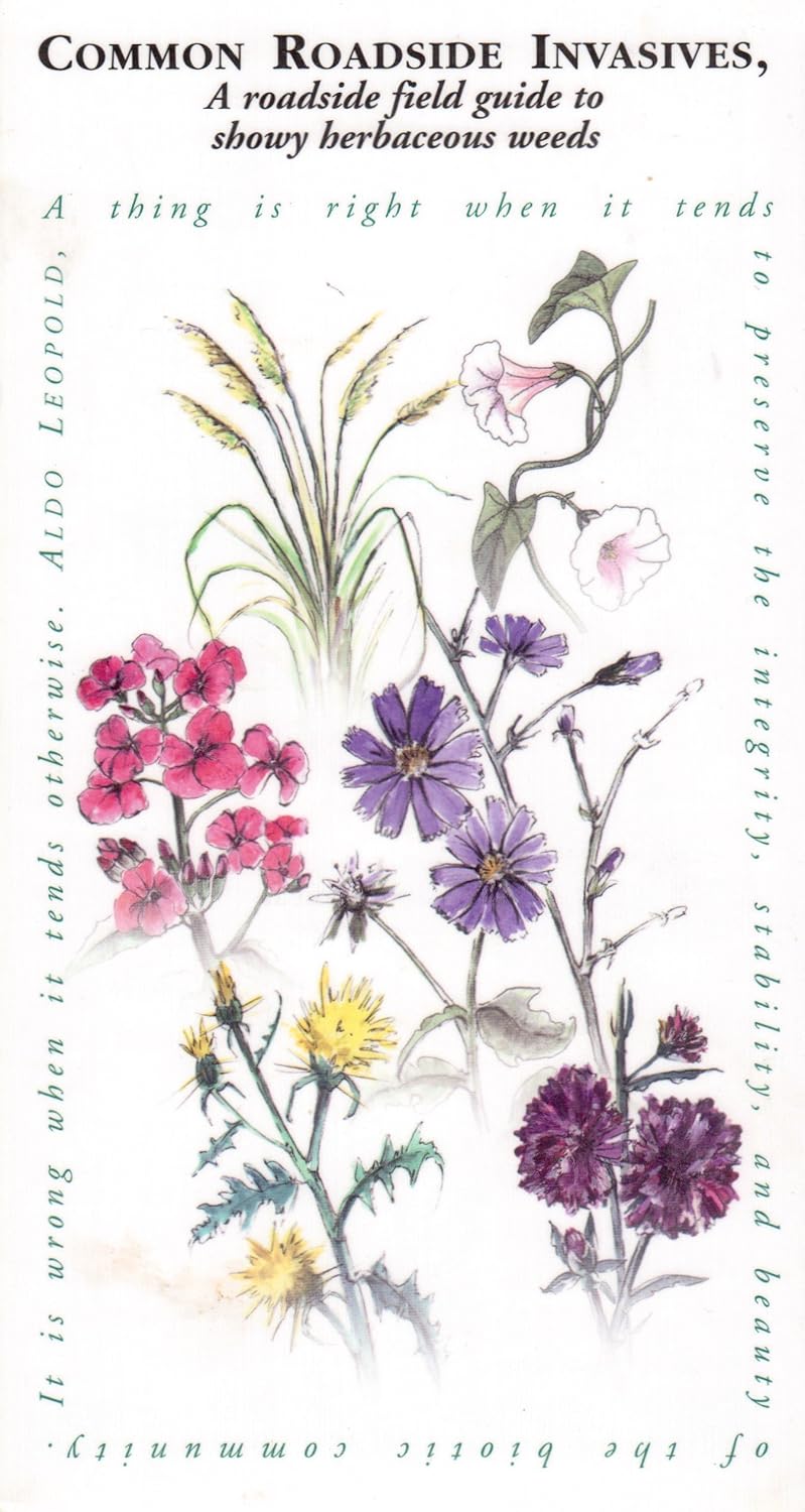 Common Roadside Invasives: A Roadside Field Guide to Showy Herbaceous ...