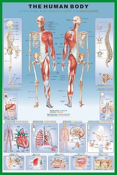 Laminated Illustrated Human Body Educational Anatomy Chart Poster 24x36 ...
