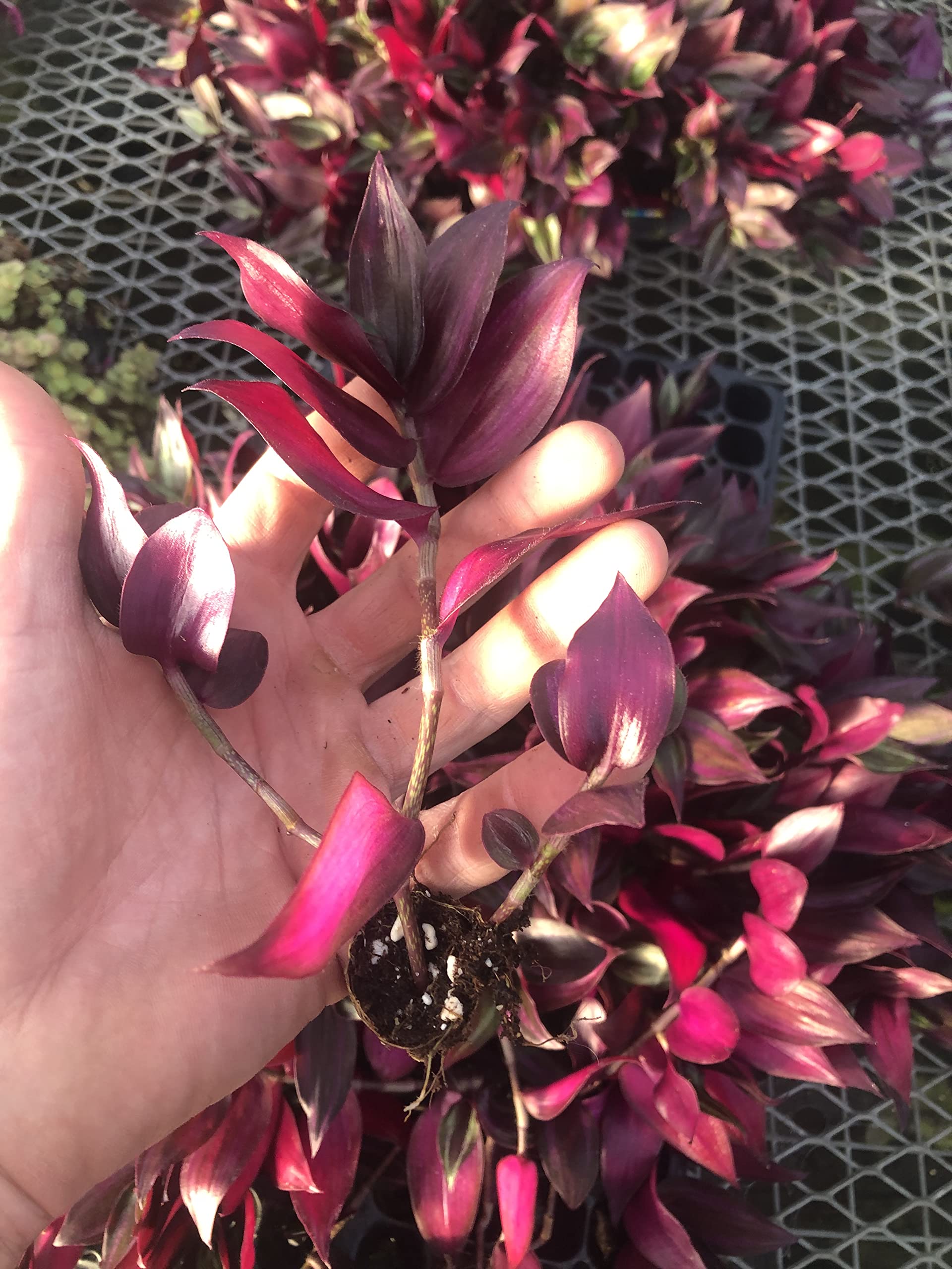 Amazon.com : Tradescantia Zebrina ~ 10 Rooted cuttings ~ Red Gem ~ Rare ...