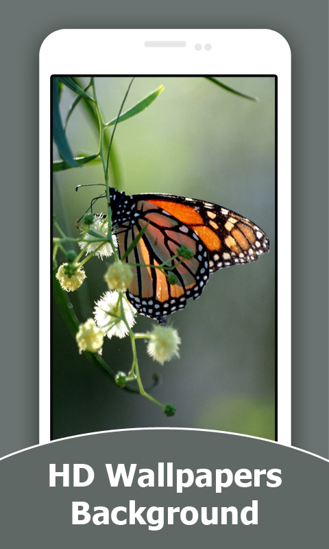 Butterfly Wallpapers - App on Amazon Appstore