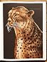 Intricate Ink Animals in Detail a Coloring Book by Tim Jeffs : Tim ...