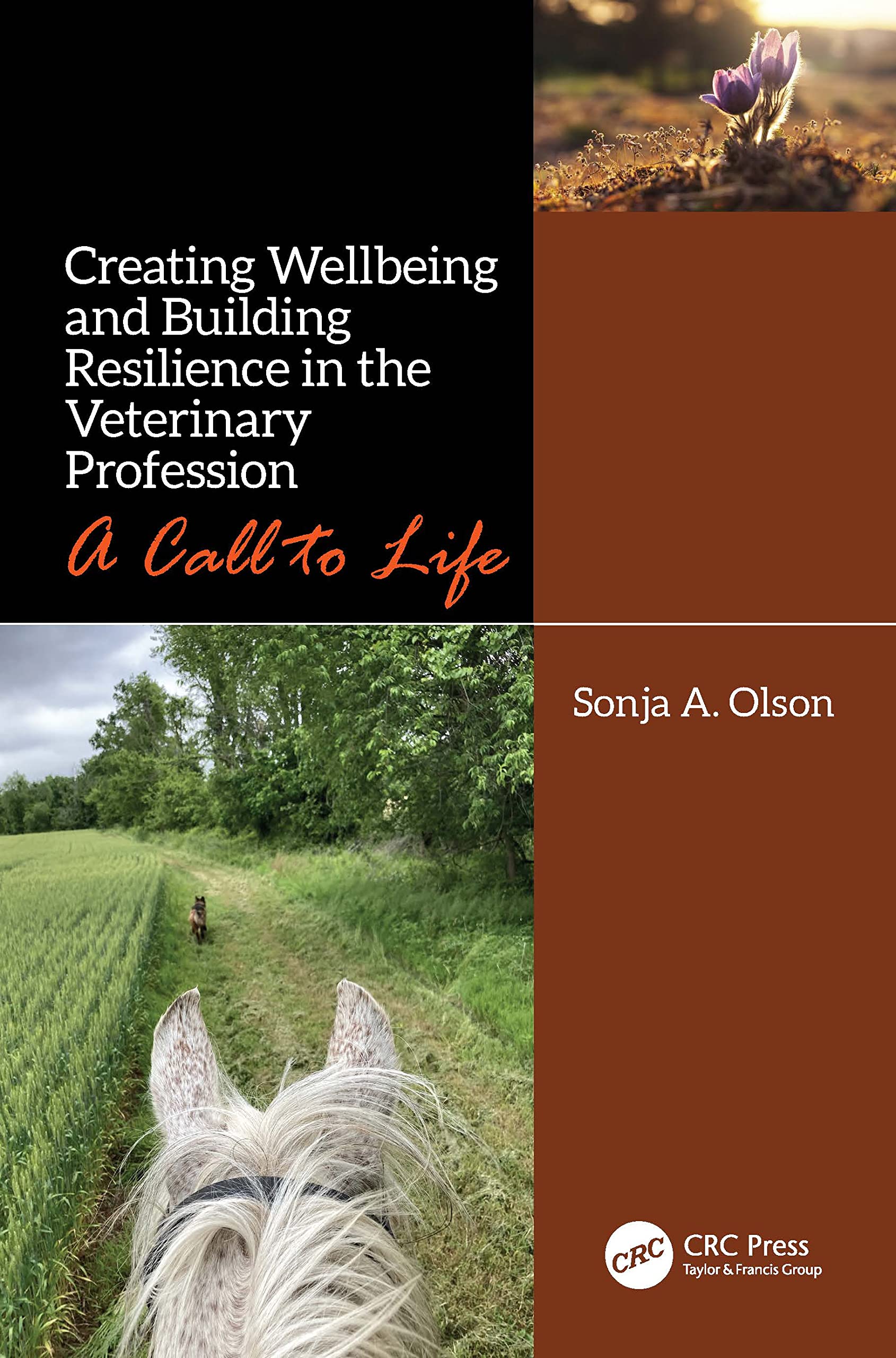 Amazon.com: Creating Wellbeing and Building Resilience in the ...