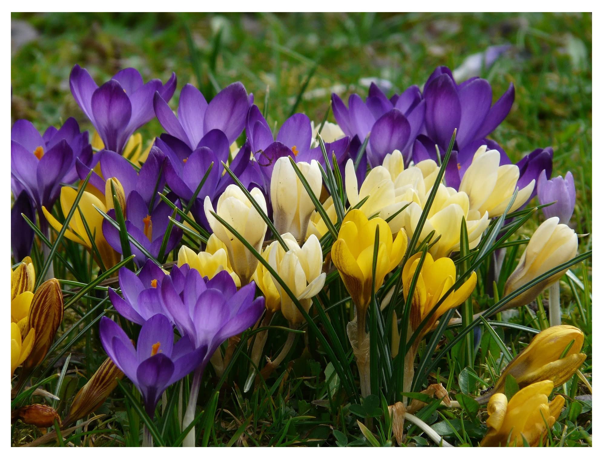 Yellow Purple Spring Flowers 10 Of The Best Spring Flowering Plants