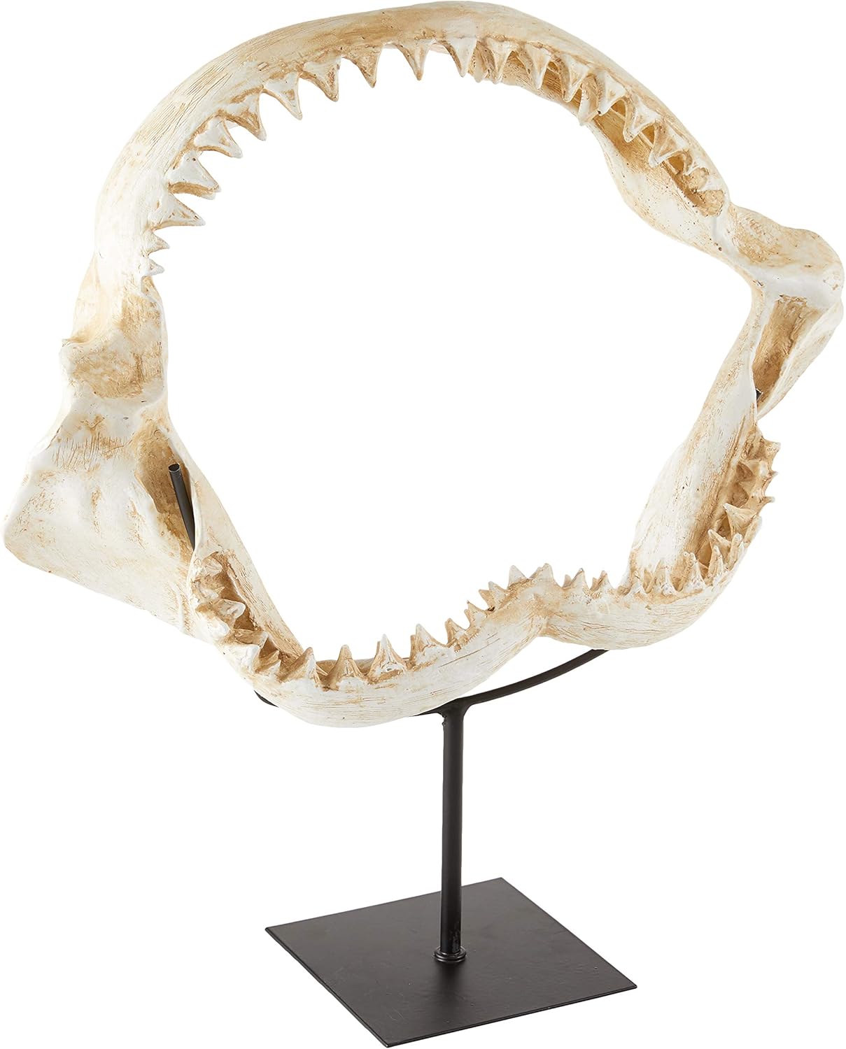 Design Toscano SD1130959 Shark Jaws Jagged Teeth Statue on Display ...