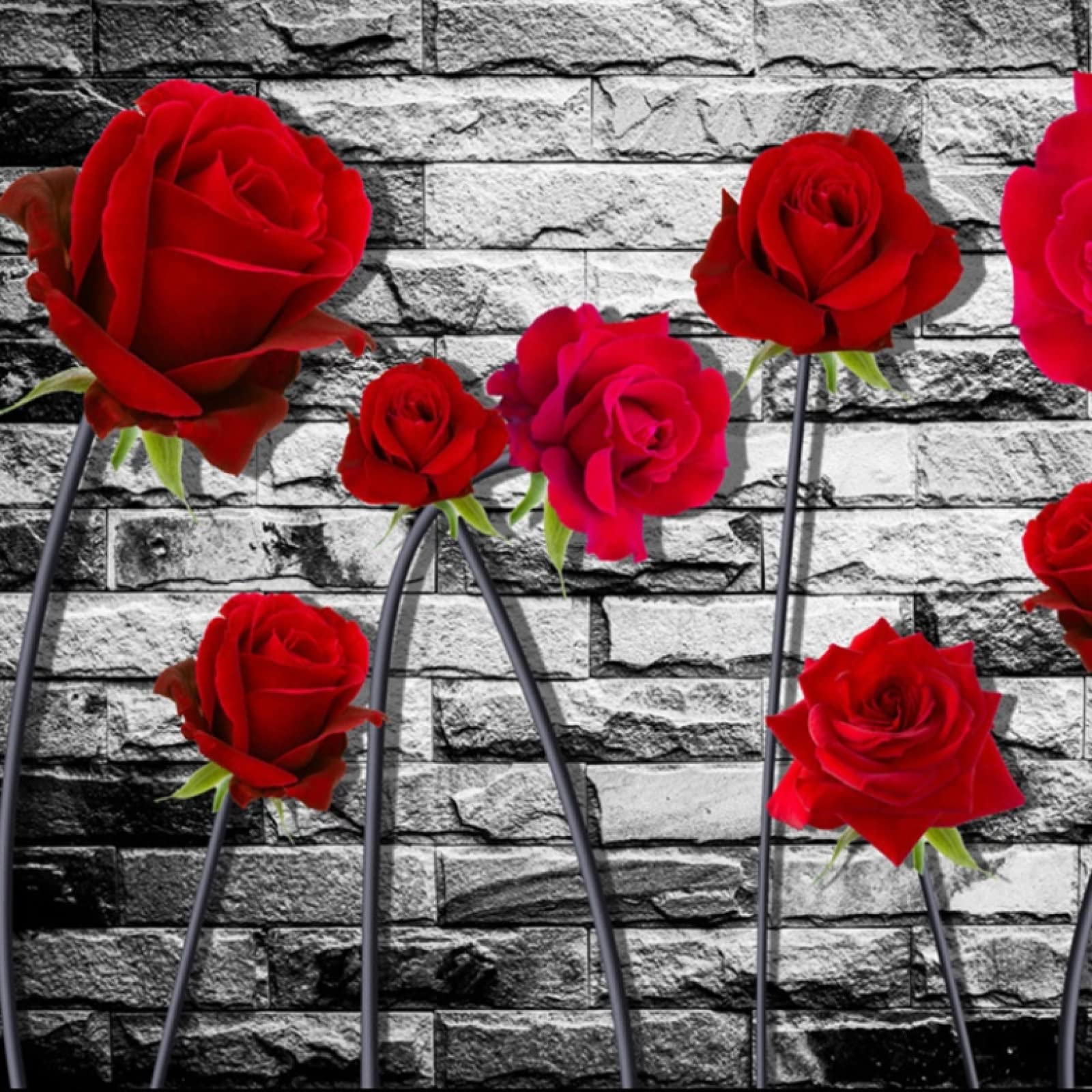 Red Rose 5 Wallpapers Delicate Red Rose In Close Up Photography