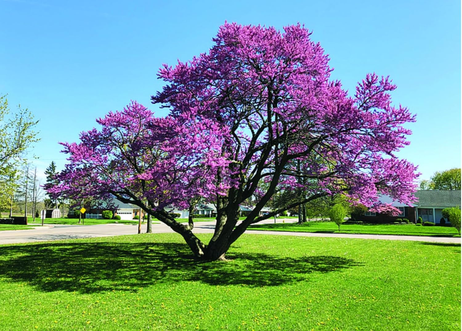 Amazon.com : Redbud Plants Live Trees Cold Hardy in Pot, 6 Inc to 1 Ft ...