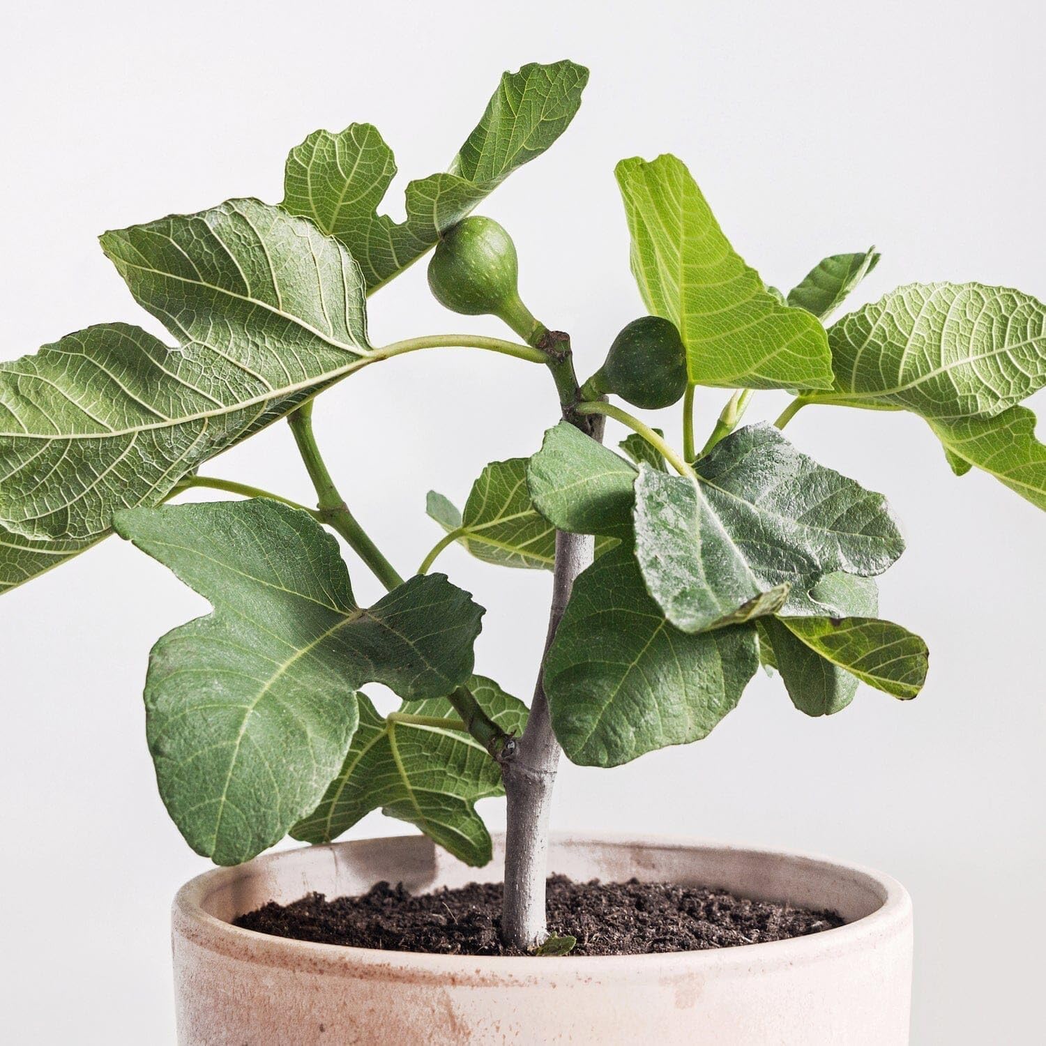 Amazon.com : Fignomenal Dwarf Fig Tree – Dwarf Fig Plant – Self Fertile ...