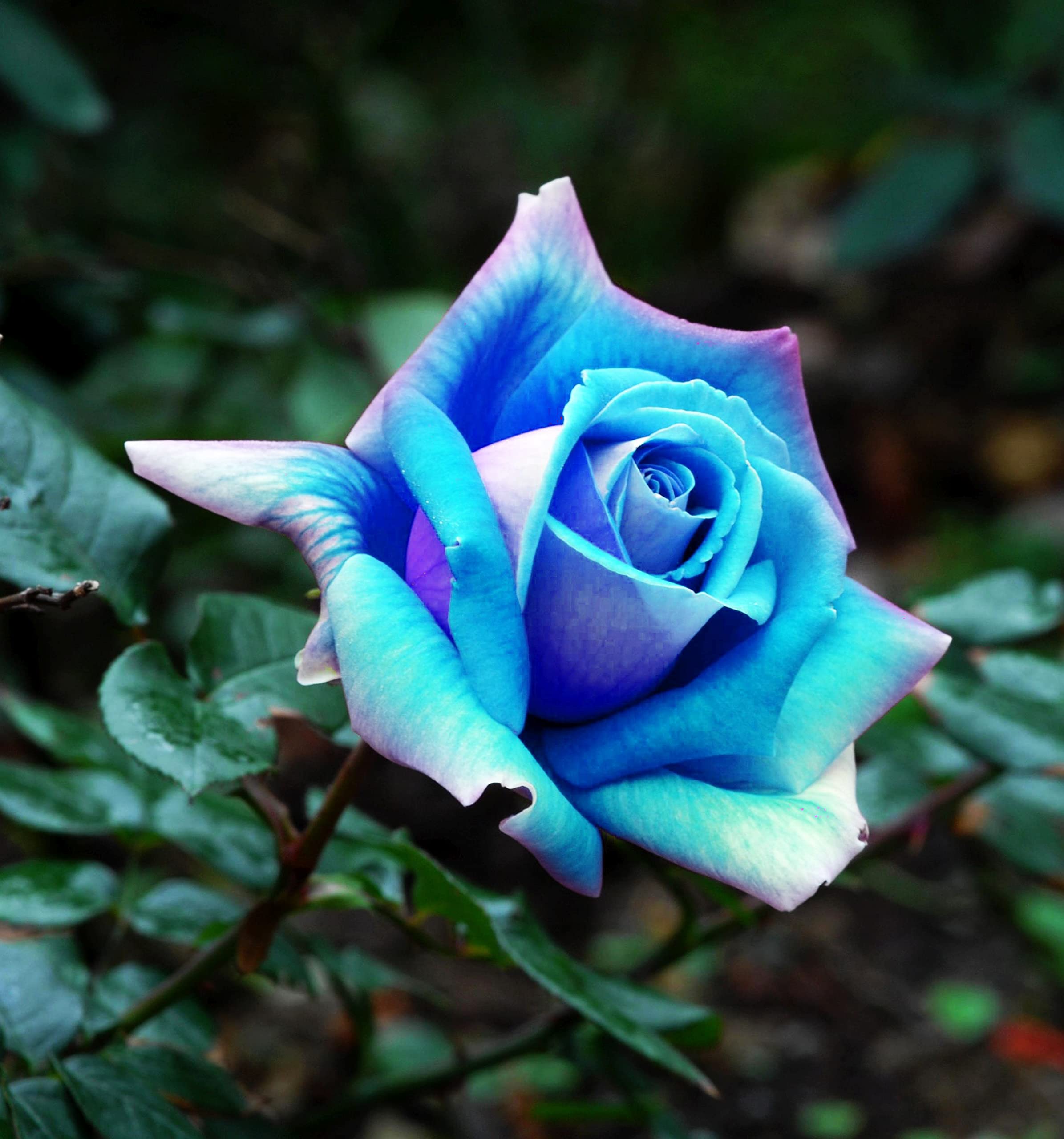 Beautiful Blue Rose Flowers