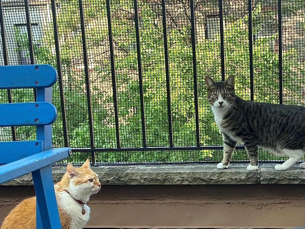 Snapklik.com : Hardware Netting Plastic Mesh 3 X 50 Black, Tree Guard ...