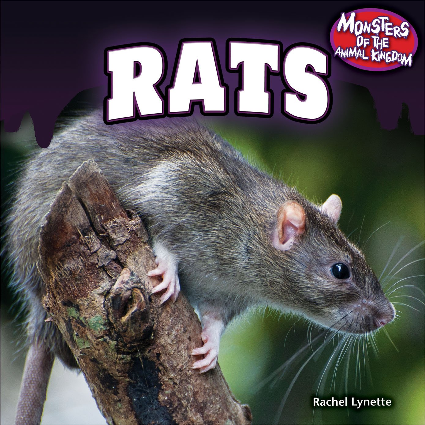 Rats (Monsters of the Animal Kingdom): Amazon.co.uk: Lynette, Rachel ...