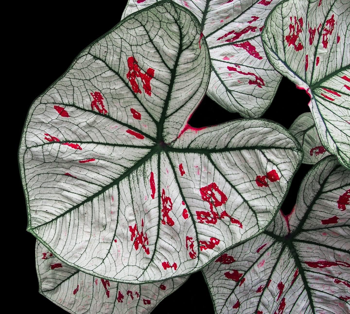 Amazon.com : Variegated Caladium Bulb for Planting - Easy & Fast ...