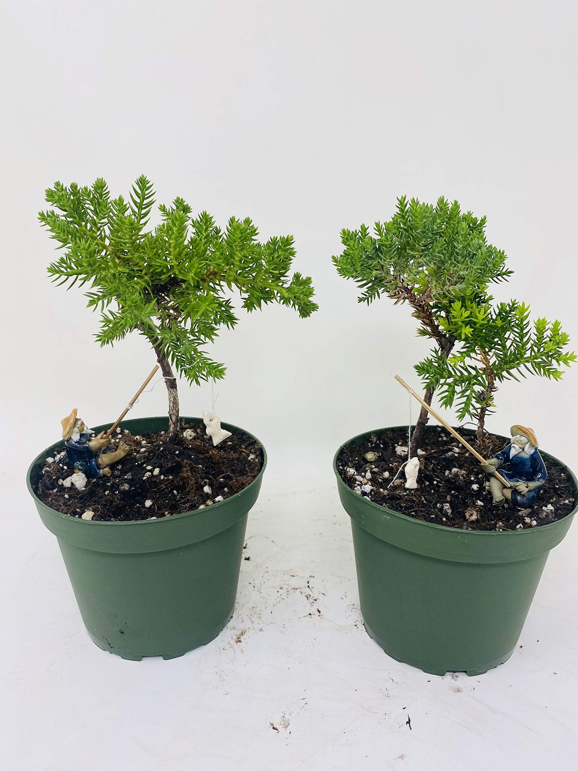 Amazon.com : 9GreenBox - Dwarf Pomegranate Mame Bonsai - 3" Pot ...