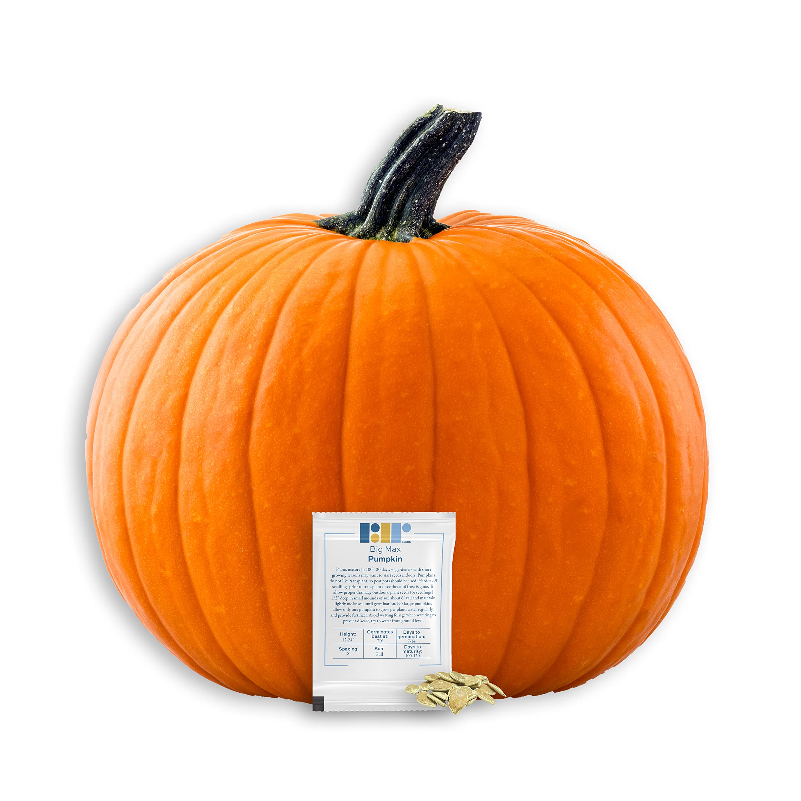 20 Big Max Pumpkin Seeds For Planting Heirloom Non GMO USA Grown Vegetable Seeds For Planting 20-big-max-pumpkin-seeds-for-planting-heirloom-non-gmo-usa-grown-vegetable-seeds-for-planting