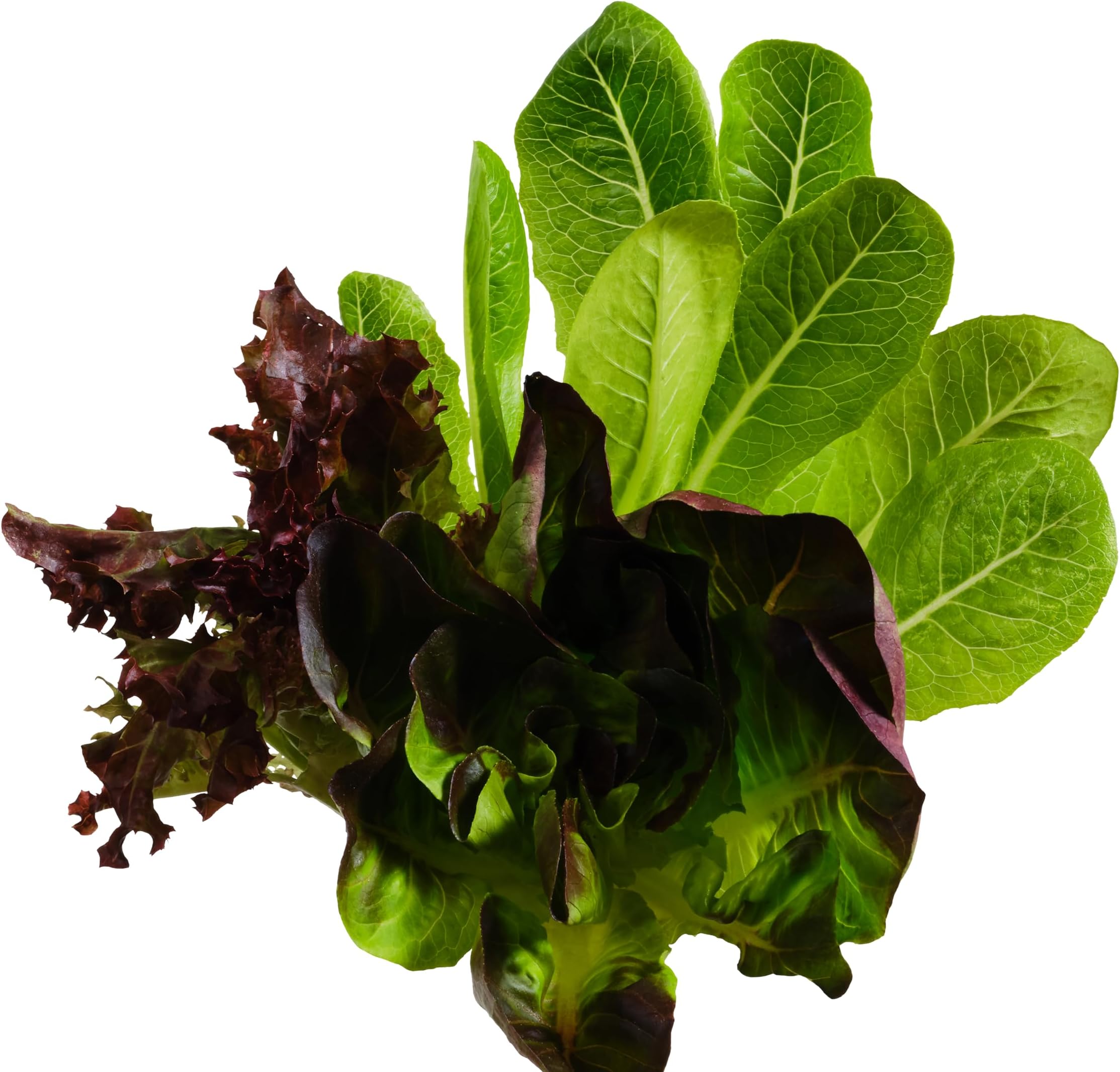 Amazon.com : edn SmallGarden Lettuce Mix SeedPods - 10 Pack : Patio ...