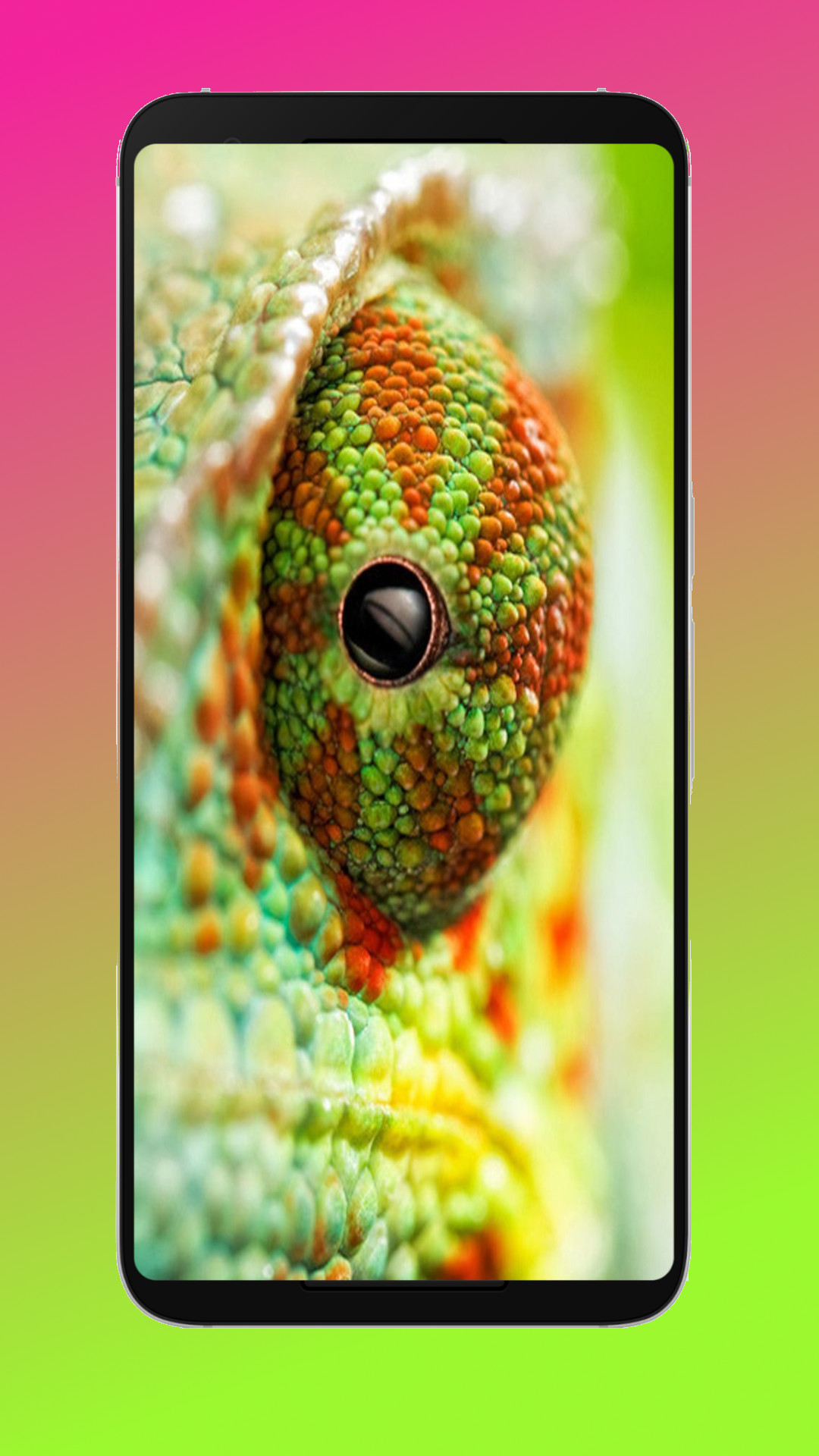 Animal Wallpapers - App on Amazon Appstore