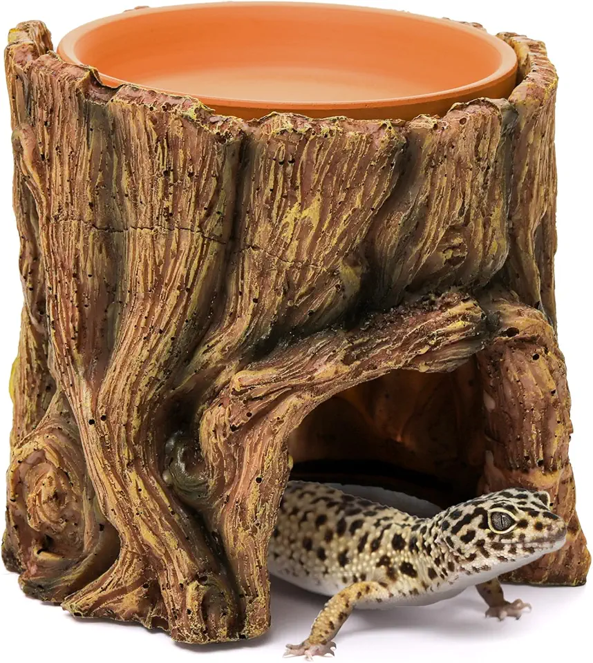 Are Common House Geckos Dangerous: A Closer Look At Their Risks | PetShun
