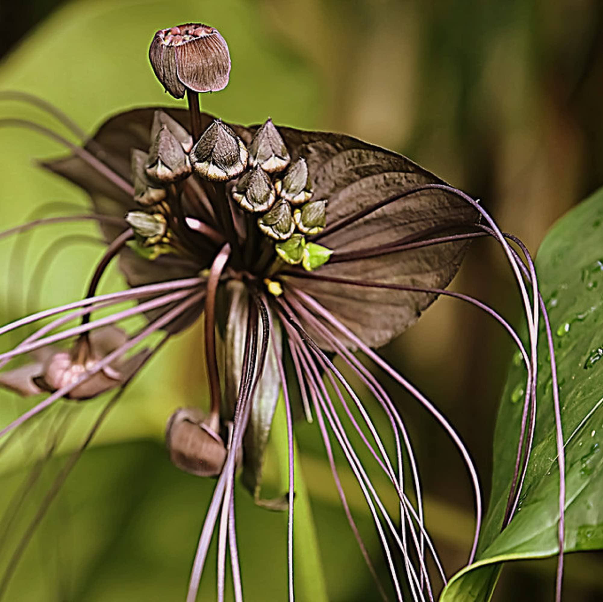 Rare Exotic Tropical Plants