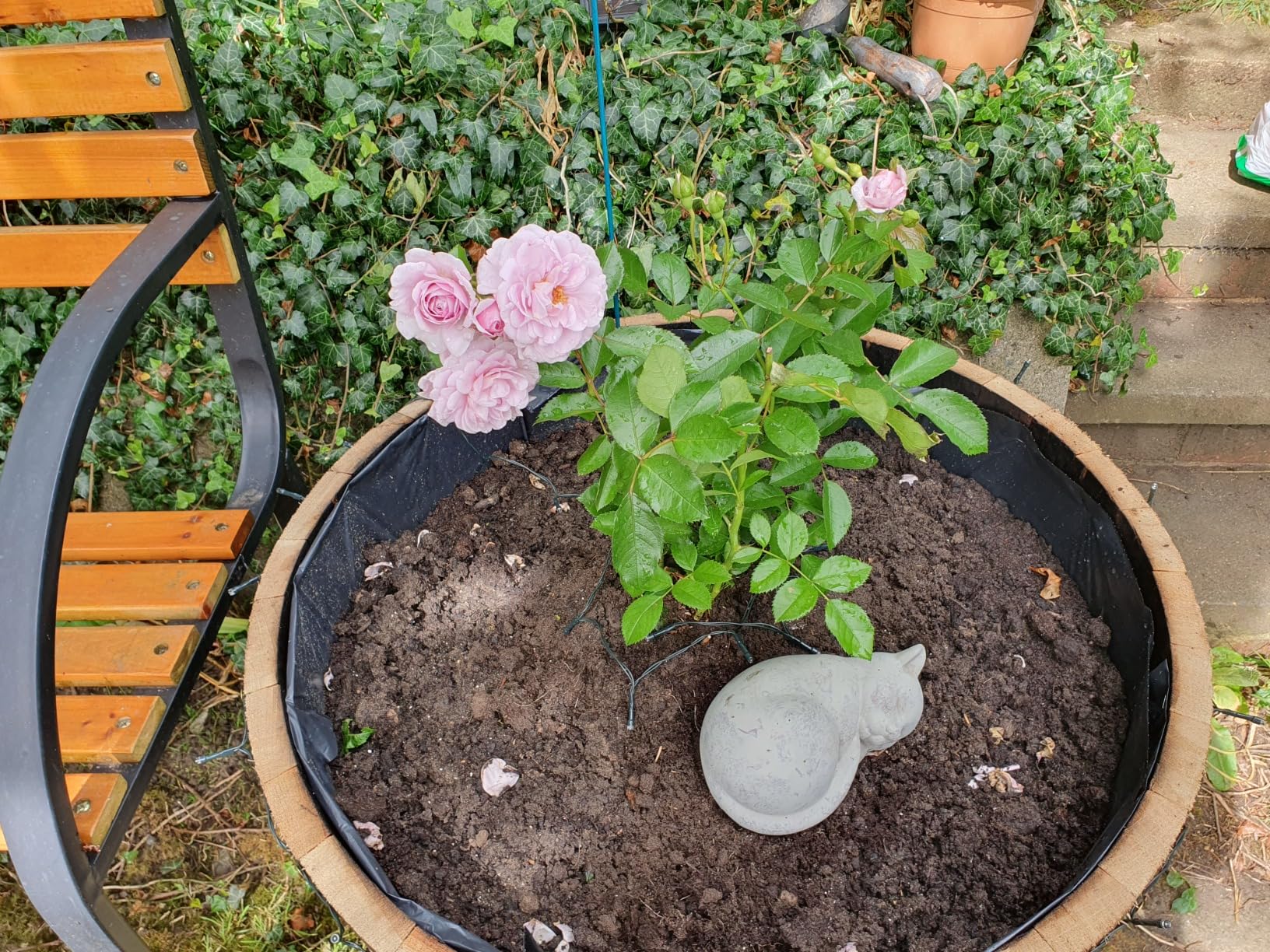 Striking Purple/Lilac Potted Rose | Garden Roses with Colourful Summer ...
