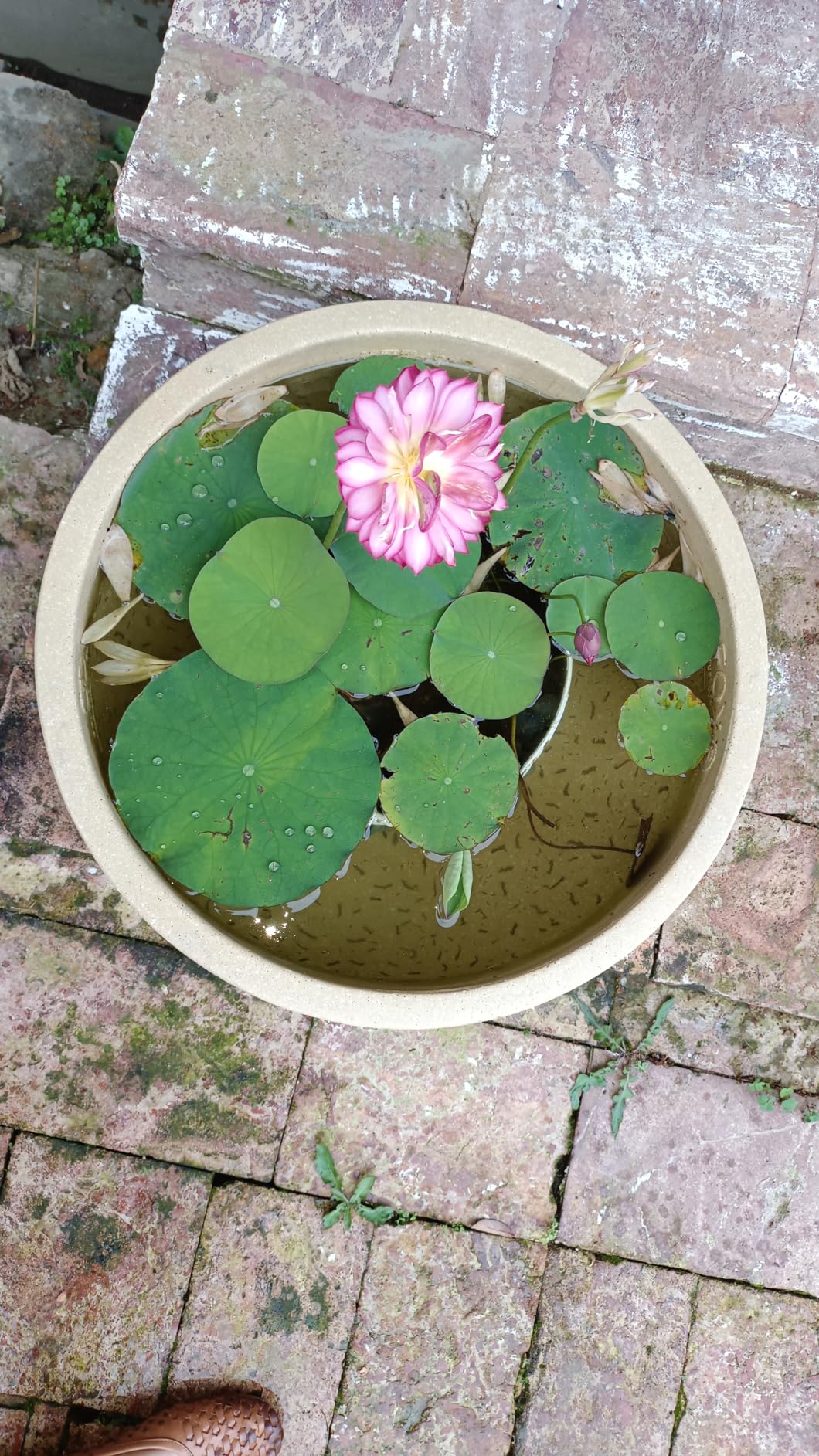 Pragati Gamlewale Unbreakable, Marble Finish Fiber Planter pots ...