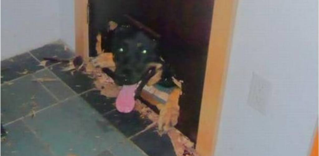 Pets Home Alone Live Wallpaper:Amazon.de:Appstore for Android